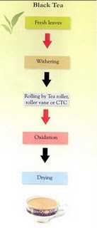 Proses Pembuatan Teh - DjeTips and Trick