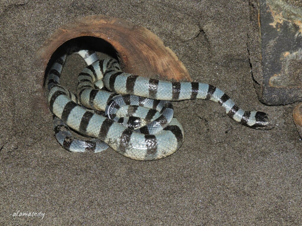 SISI LAIN TANAH LOT: ULAR SUCI, PURA BATU BOLONG, AIR TERJUN MELASTI ...