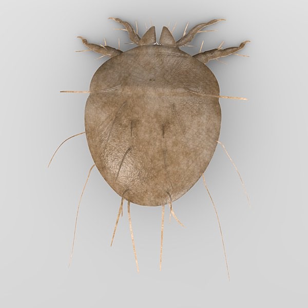 Biologist: Classify & give characters of Sarcopets (Mits)