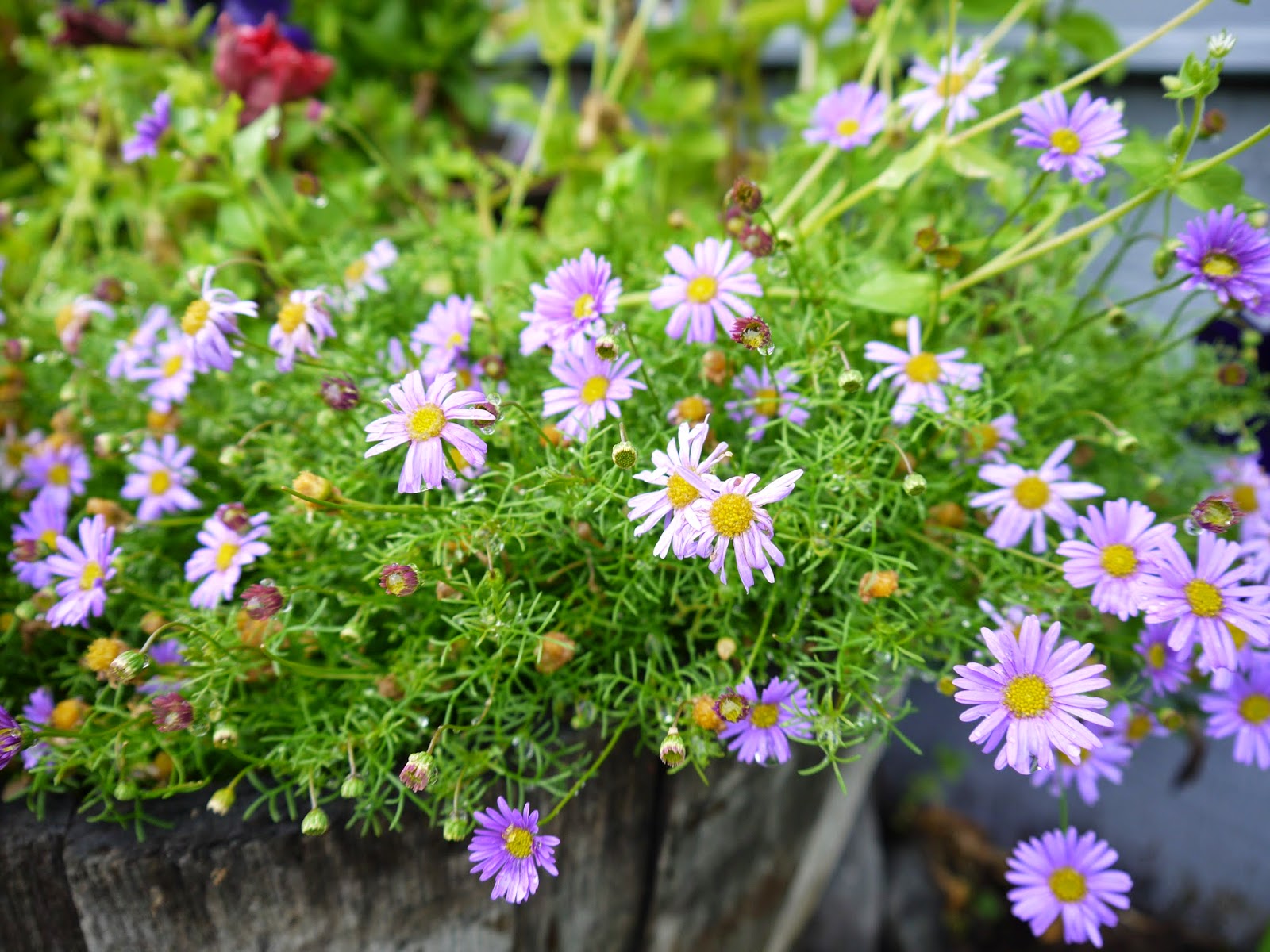 When Pain Is Like a Flower, Truth Makes Hope Bloom - Jean Wilund ...