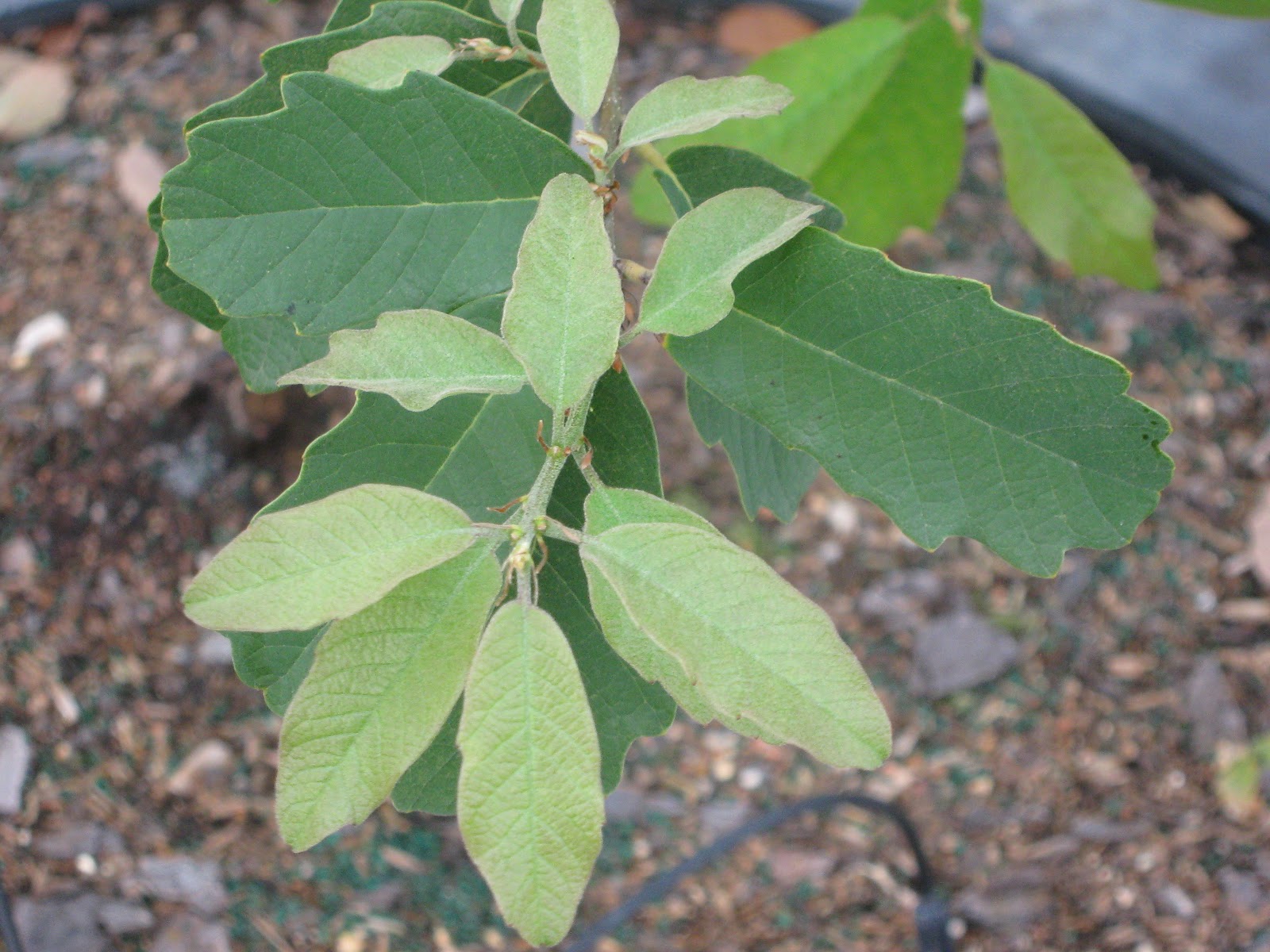 Native Texas Nursery: Oh those names!