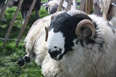 National Trust Fell Rangers: Herdwick Sheep