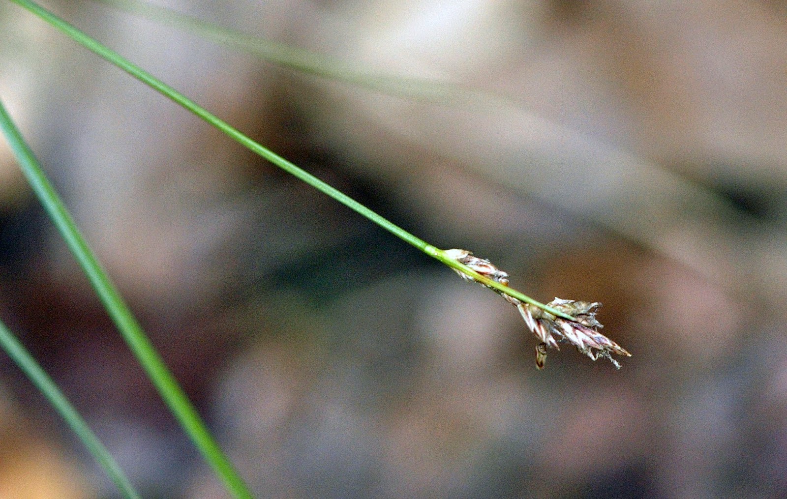 Field Biology in Southeastern Ohio: Carex Sedges part 3, the small species