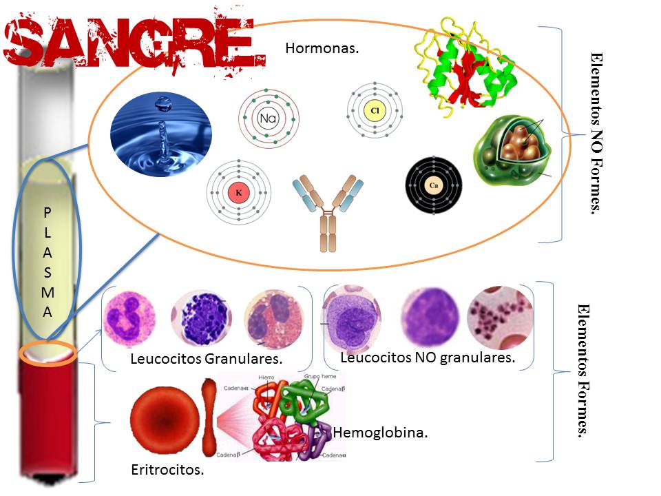 Fisiología Básica & Médica.: Mapa Mental: Elementos Formes y No formes ...