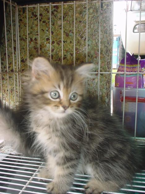 My Love And Sweet Love: Makanan dan Kucing~~!