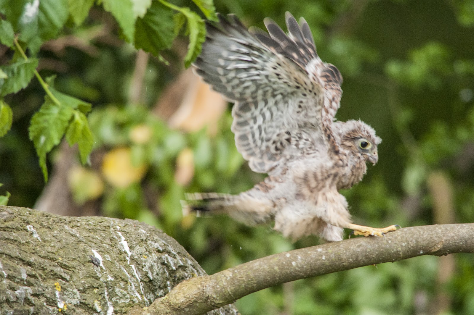 Eternity Images Photography: Kestrel Chicks