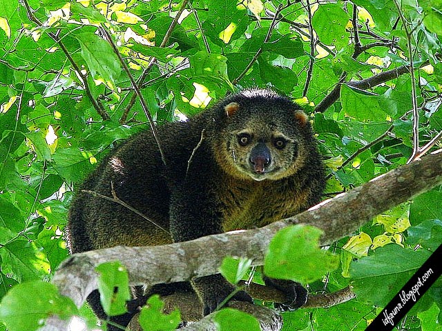 Kuskus Beruang, Fauna Khas Sulawesi | ID Fauna