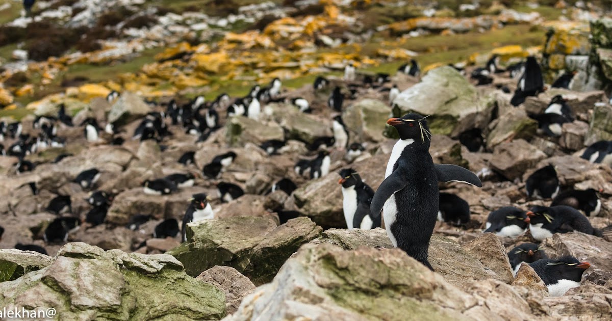 Pájaros, Pajarracos: Pingüino de penacho amarillo