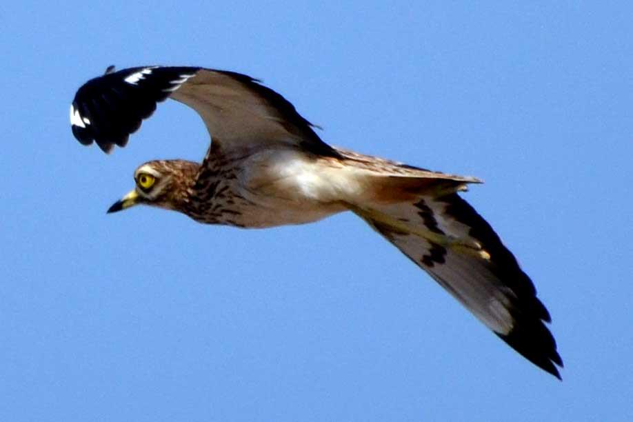 Especies Amenazadas de Canarias: Alcaraván Comun (Burhinus oedicnemus ...