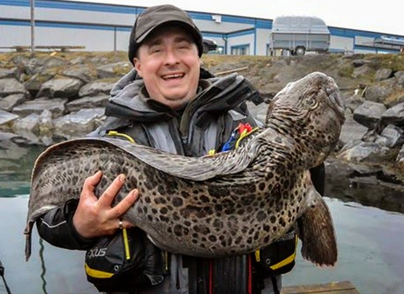 Big Fishes of the World: WOLFISH SPOTTED (Anarhichas minor)