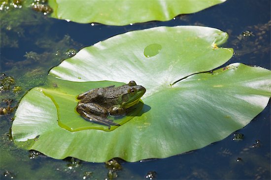 Experimental Theology On Lily Pads And Rivers The Theology Of Data Types experimental-theology-on-lily-pads-and-rivers-the-theology-of-data-types