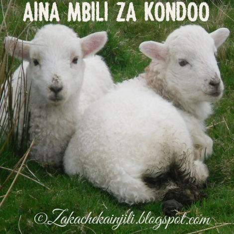 AINA MBILI ZA KONDOO | EV. ZACHARY JOHN BEQUEKER