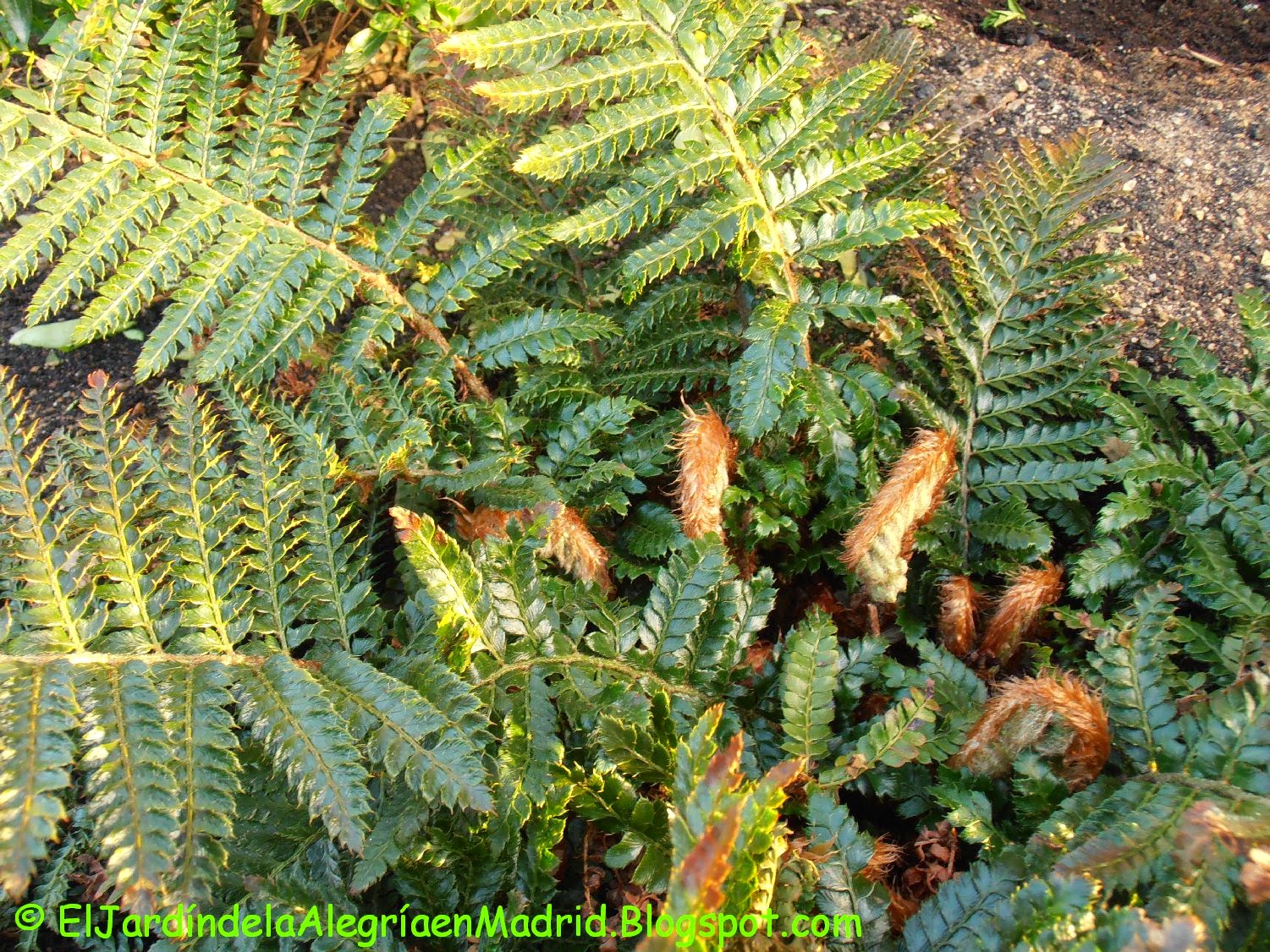 El jardín de la alegría : Se desperezan las frondas de los helechos ...