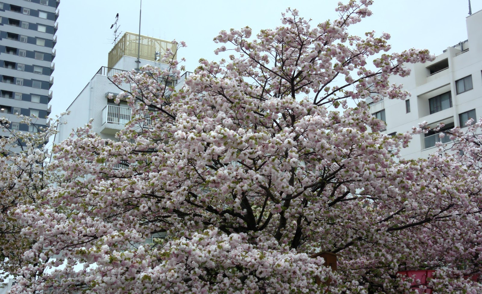 Domo World Japan Tour: Osakan linna