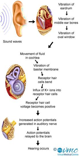 EXAMS AND ME : Electricity: Inner Ear To Hearing