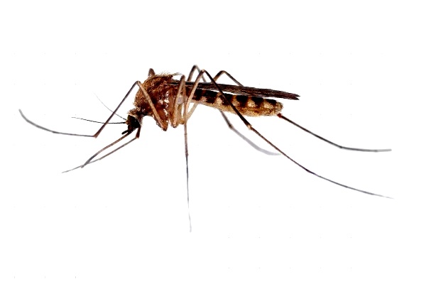 24 Hewan Bertelur Disertai Gambar ~ BELAJAR... BISA ....