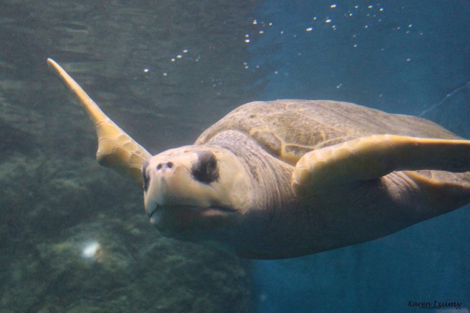 Moosnípol y las fantásticas tortugas marinas.: Tortuga Lora del ...
