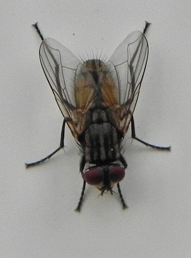 La cocina y ¿los animales..?: La mosca "cojonera" común