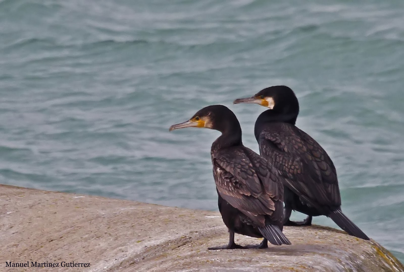 Loporzano 15 Lugares: CORMORANES