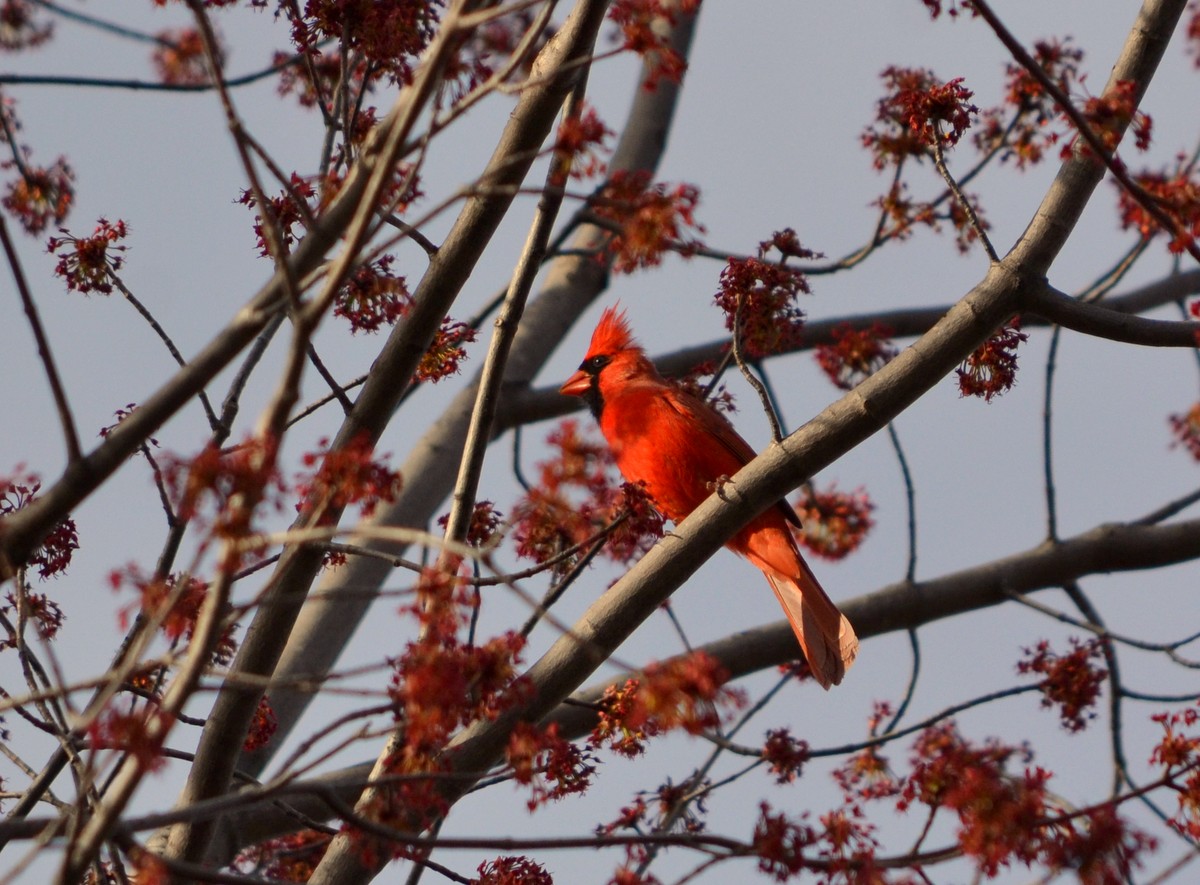 Woods Walks and Wildlife: The Phoebes Are Moving In
