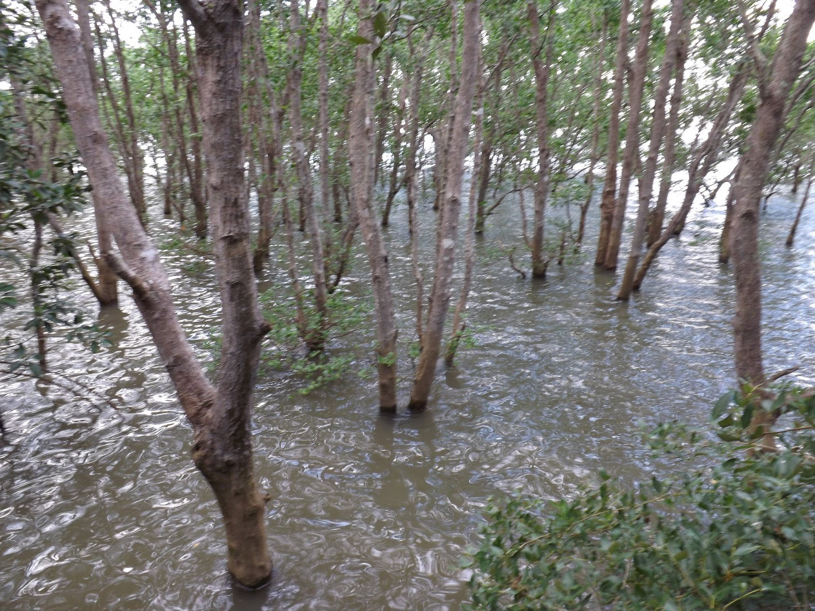 BALARING MANGROVE ECO-TOURISM PARK - Touristang Pobre