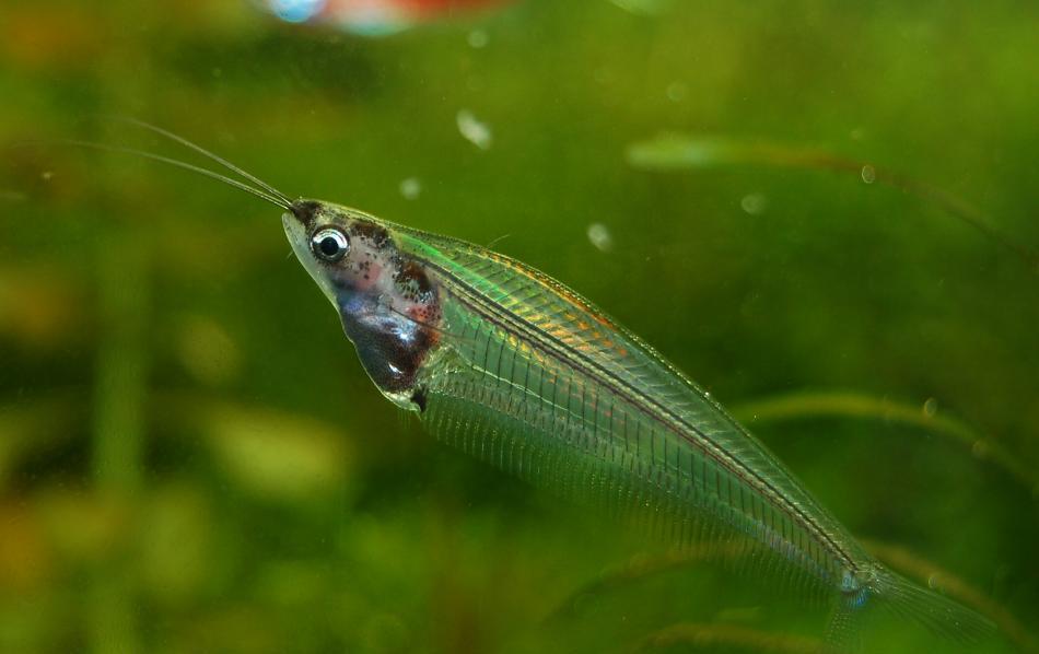 Mengenal Glass Catfish - ikan unik yang transparan ~ Aquascape Batang