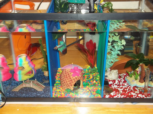 Voice 4 Bettas: DIY Aquarium Dividers