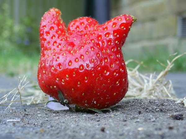 Deformutilation: Mutant Strawberries