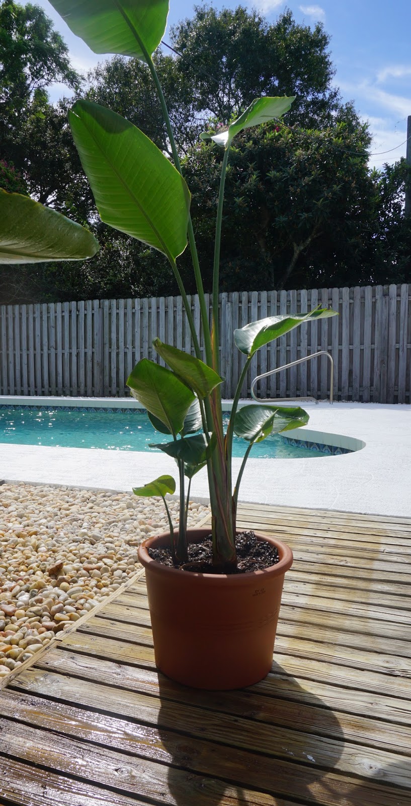 Lorraine Stanick: How to : Pot A Plant