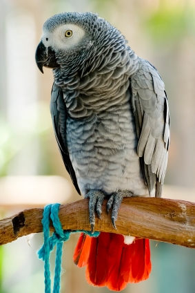 PurerAir.com: Loving Powder Down Parrots