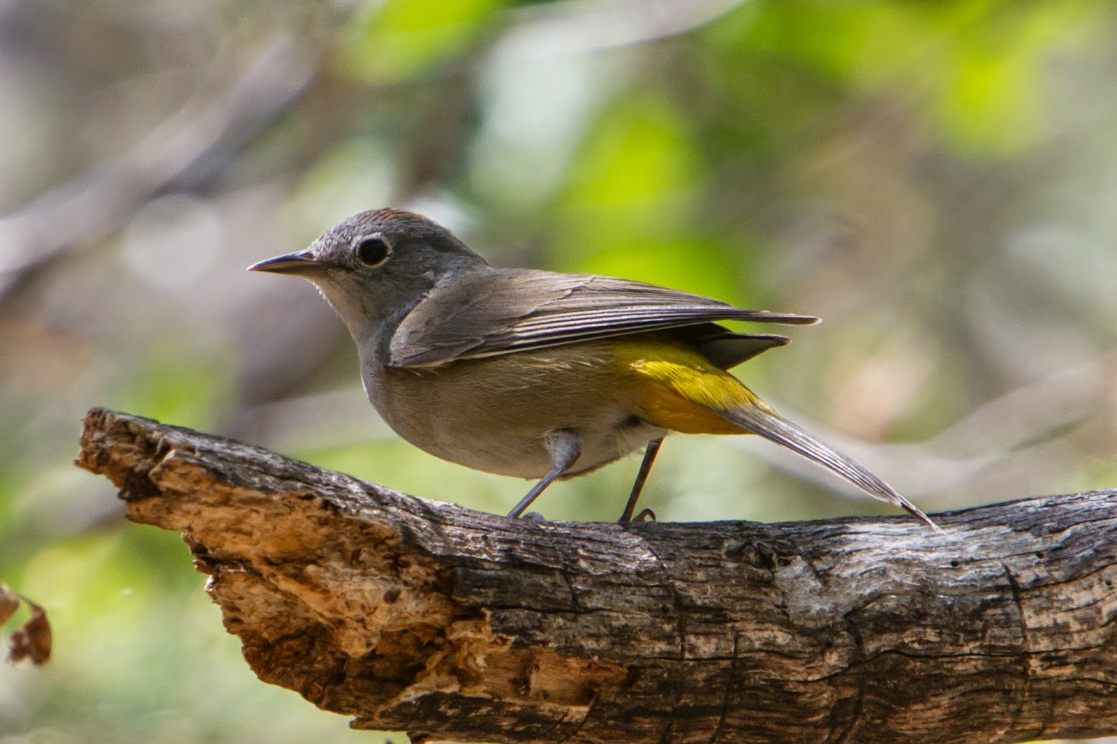 NatureWatch Adventures: 2015 Colima Warbler Census in Big Bend National ...