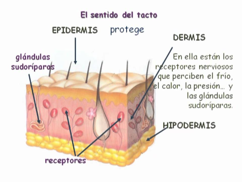 LOS ÓRGANOS DE LOS SENTIDOS Mind Map