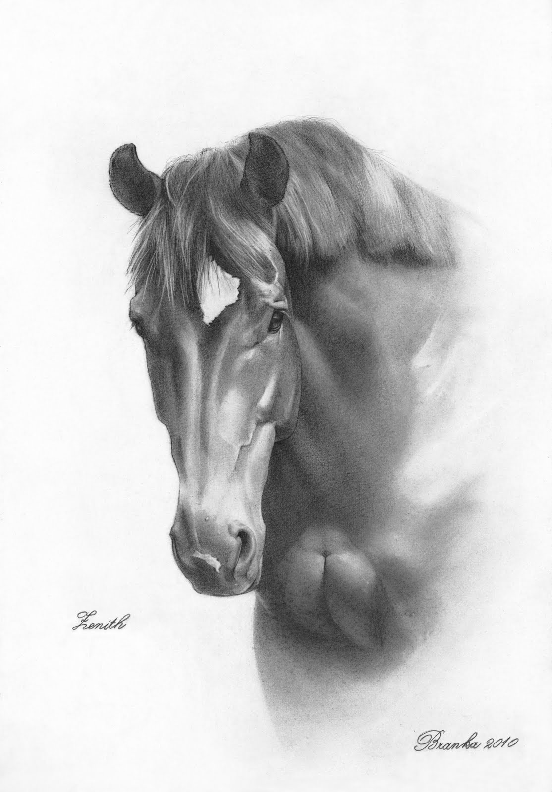 Branka Šintler: konji