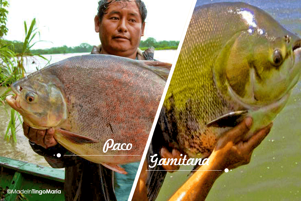 El Paco y la Gamitana: "Peces Amazónicos para el Mundo"