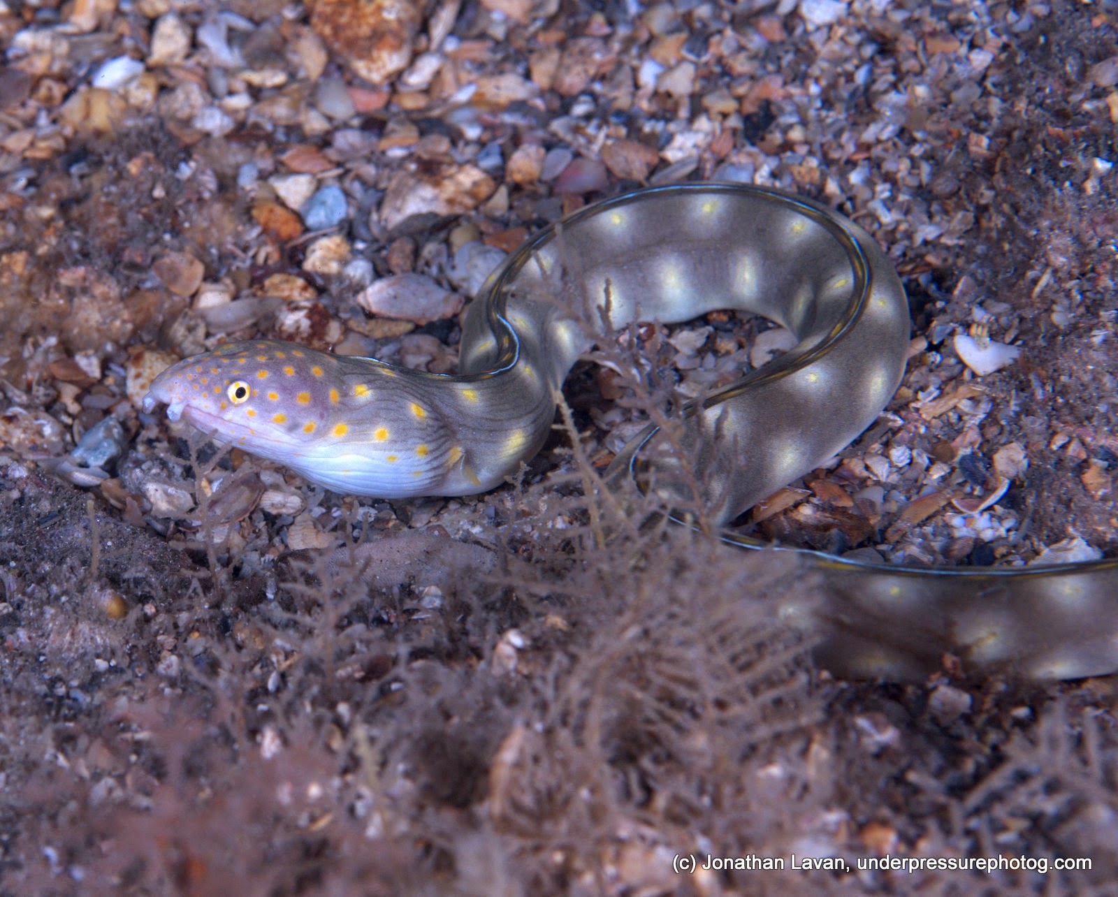 under pressure world: Sharptail Eel- Blue Heron Bridge, FL