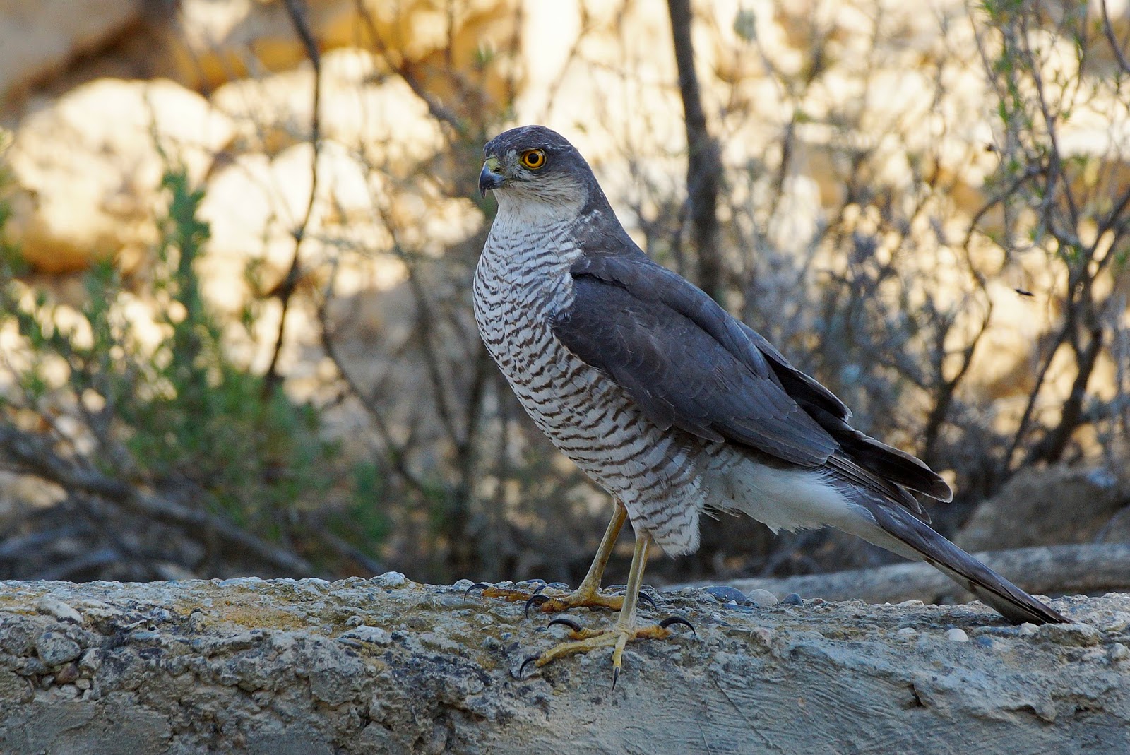 Pasión por las aves: Gavilán común.(Accipiter nisus)