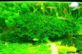 Lumut Sejati juga disebut dengan lumut daun atau bryopsida.