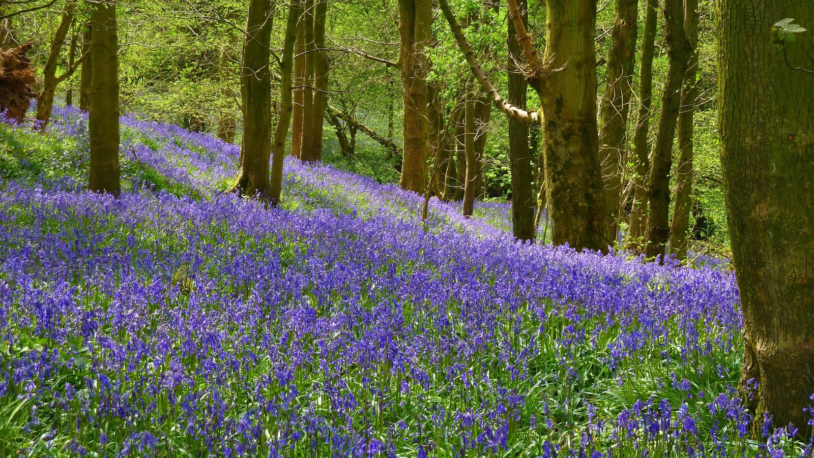Orchids,Nature and My Outdoor Life: Our Lancashire Bluebell Woods