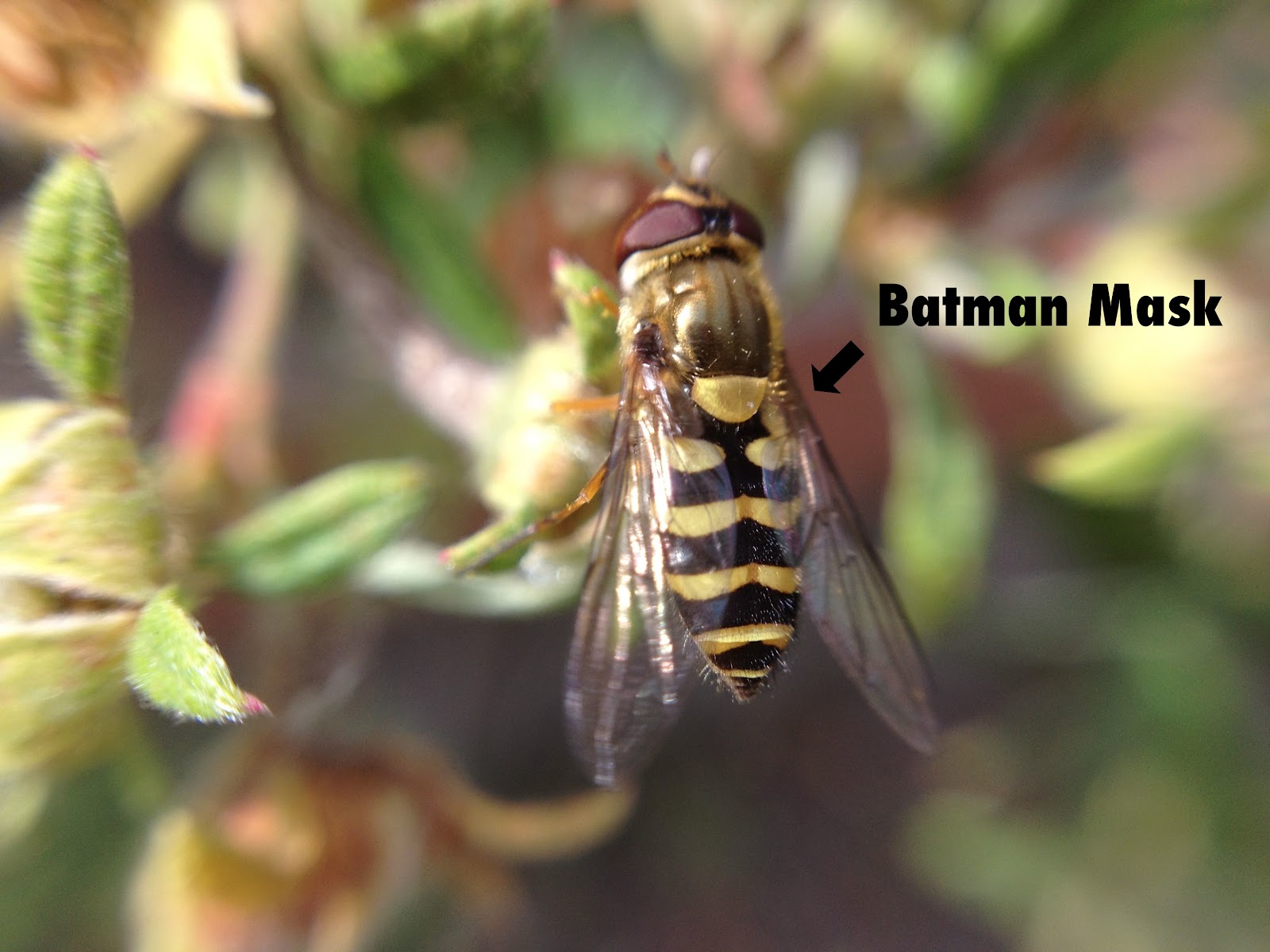 DOG PARTY!: Batman Bee Joins Youtube Network