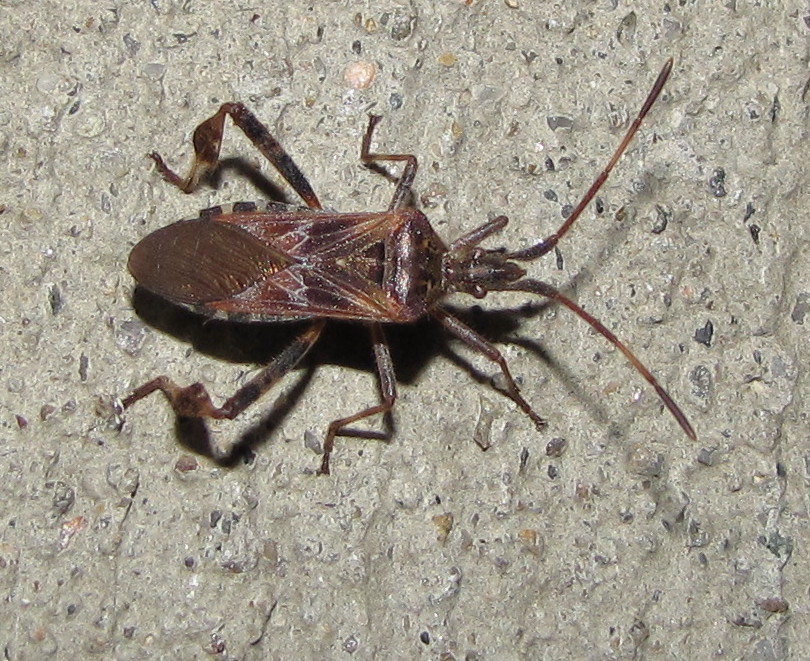 Bug Eric: True Bug Tuesday: Exporting the Western Conifer Seed Bug