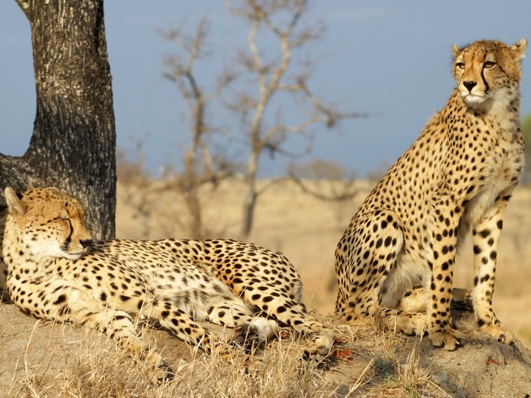 Cheetah Wild Life Animal Info | All Wildlife Photographs