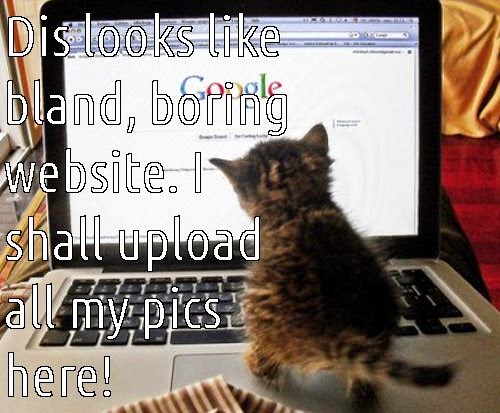 Great Cats Be Funny BLOG: Internet Cat Memes