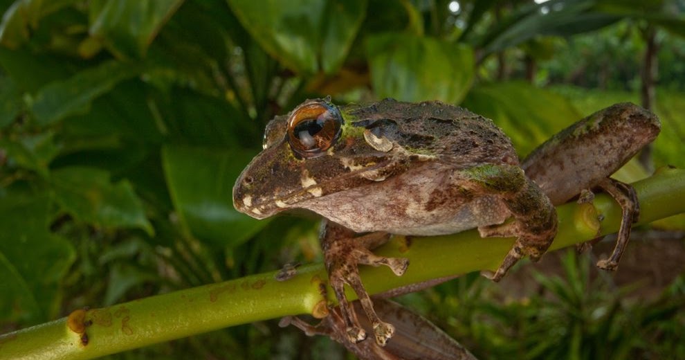 The City Birder: Treehugger Tuesday