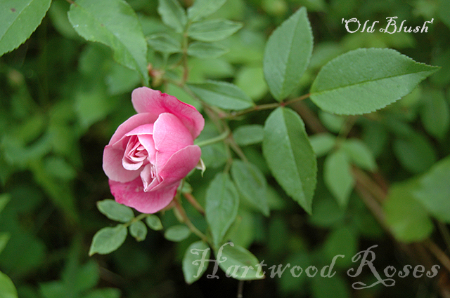 Hartwood Roses: The First Roses of the Year!
