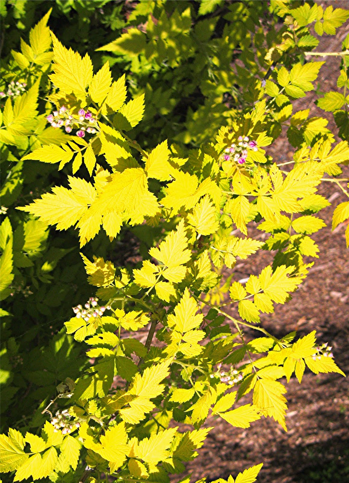 1003 Gardens: Rubus cockburnianus 'Goldenvale'.....Day three of Gaudy ...