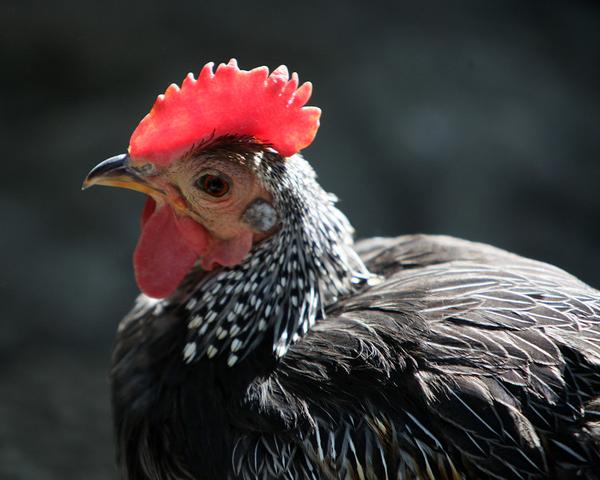 Tiere-Wissen: Ein Huhn als Haustier