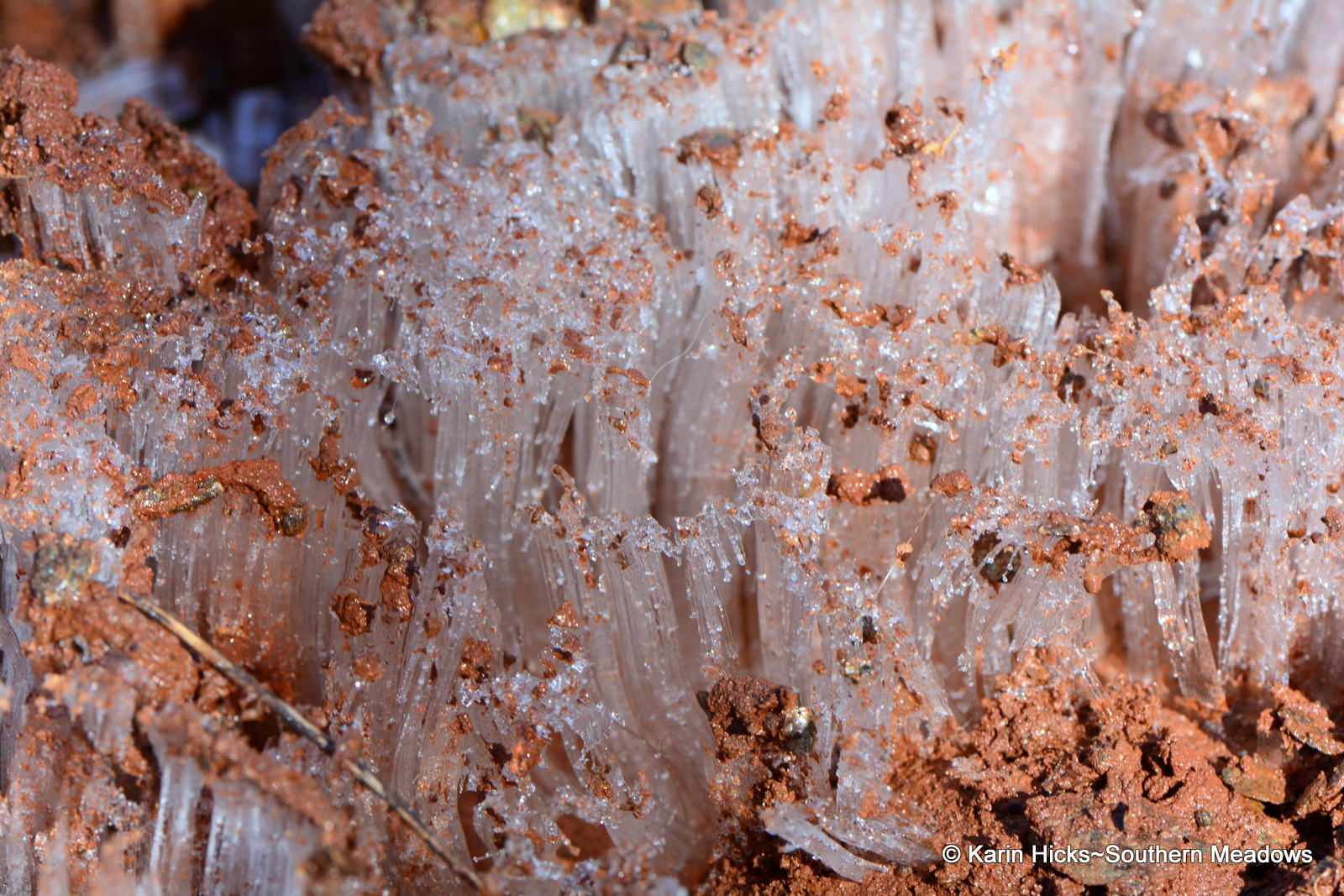 Perfect Conditions for Needle Ice