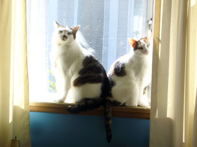 photo trick: beautiful back to back animals pictures