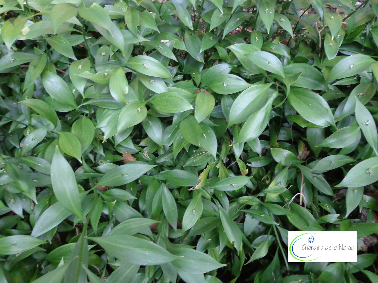 Il giardino delle Naiadi: BISLINGUA, IL RUSCUS HYPOGLOSSUM