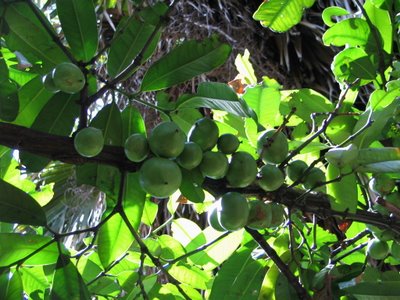 MUNDU (Garcinia dulcis) - Ensiklopedia Tumbuhan